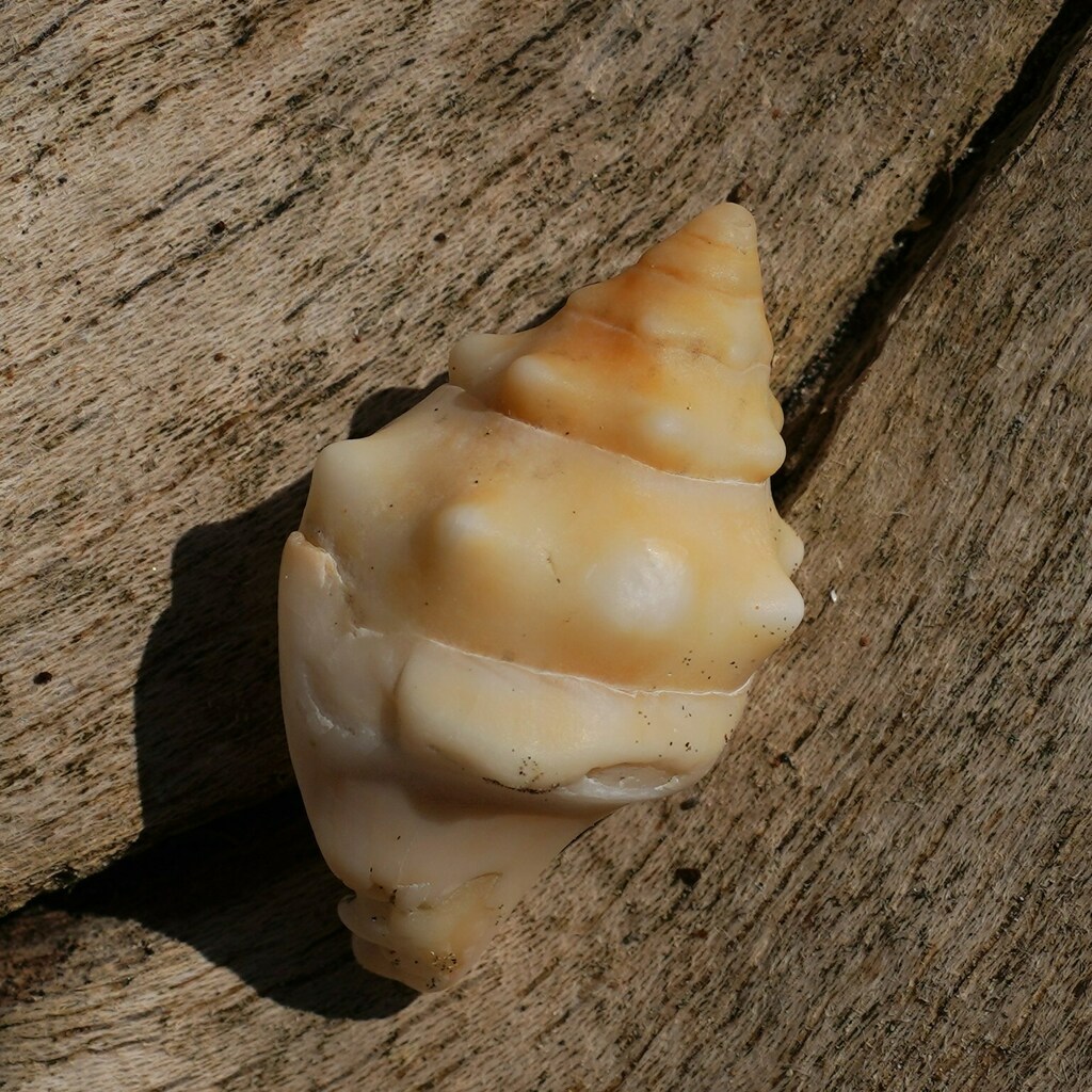 Eastern Pacific fighting conch from Liberia, Guanacaste, Costa Rica on ...