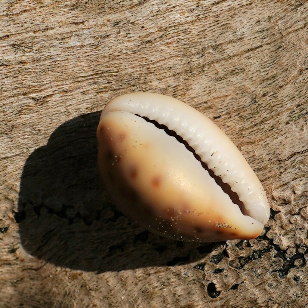 Robert's cowrie from Liberia, Guanacaste, Costa Rica on December 4 ...