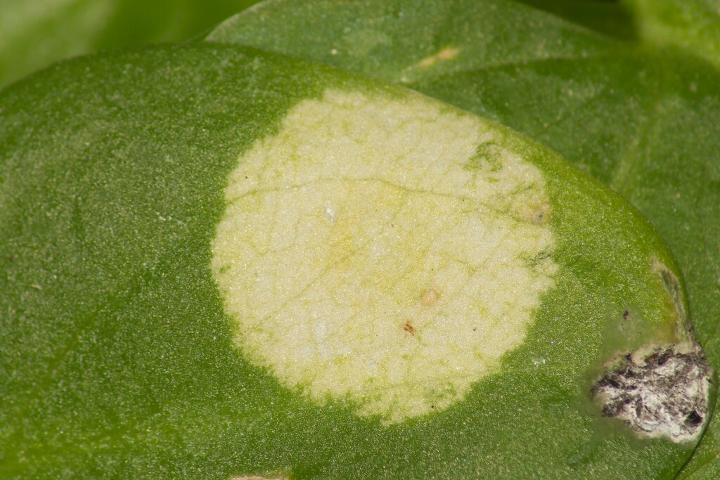 Phyllosiphon arisari from Pontevedra, España on February 4, 2023 at 12: ...