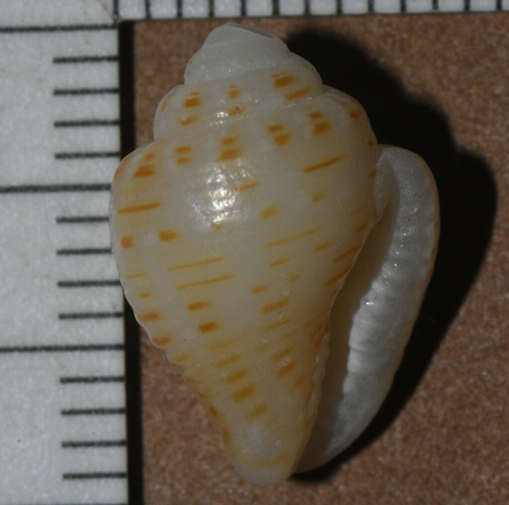 Merchant Dove Shell from Miami Beach, FL, USA on December 27, 2023 by ...