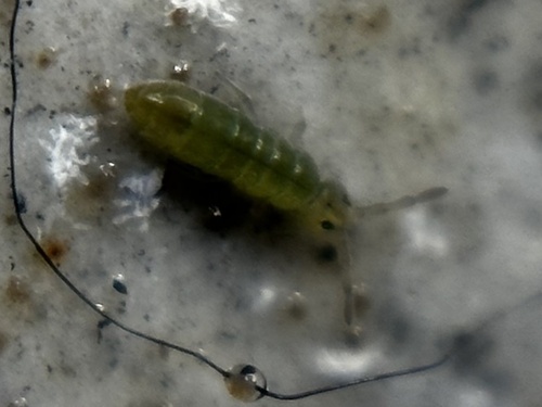 (Isotomurus retardatus)