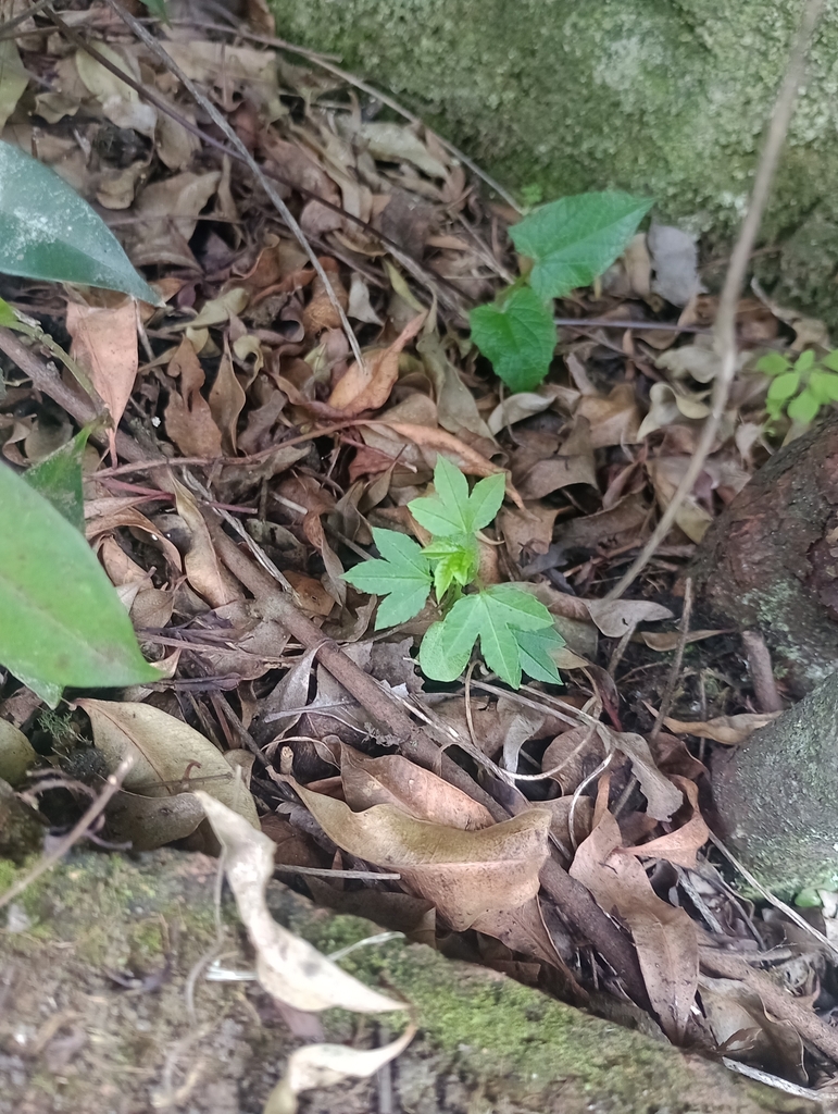 curuba desde Suba, Bogotá, Colombia el 27 de diciembre de 2023 a las 13 ...