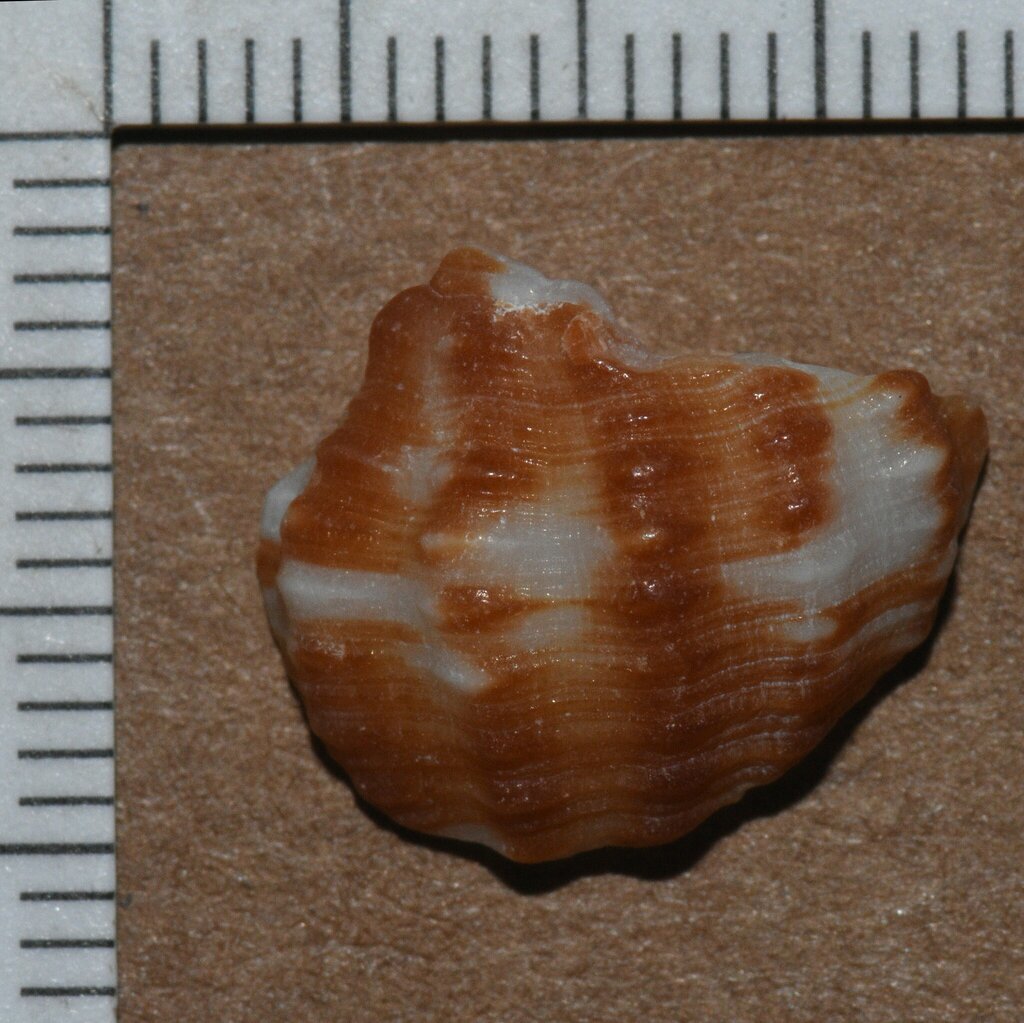 Tinted Cantharus from Miami Beach, FL, USA on December 27, 2023 by Joe ...