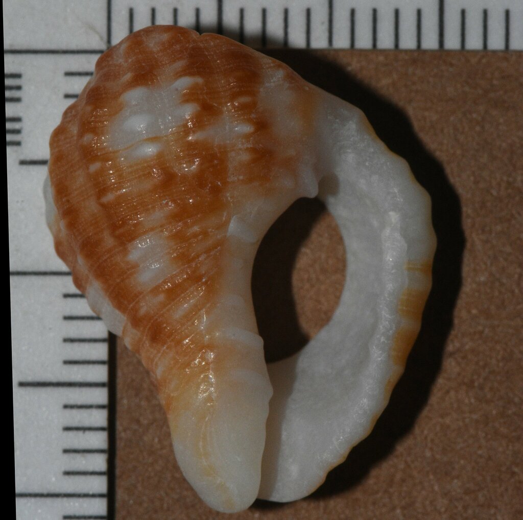 Tinted Cantharus from Miami Beach, FL, USA on December 27, 2023 by Joe ...