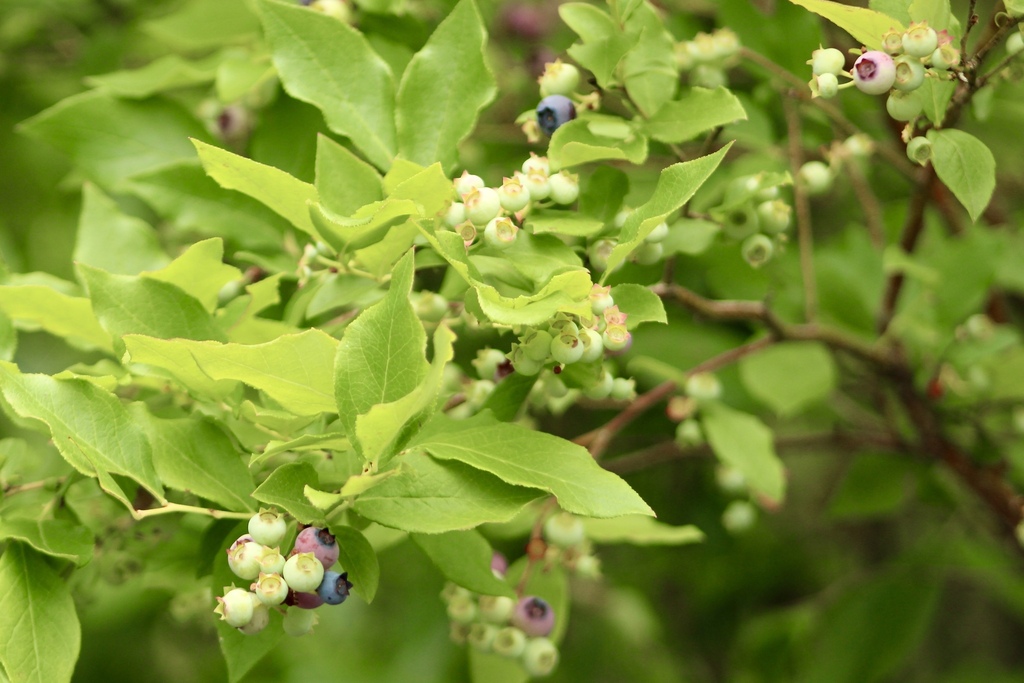 Northern highbush blueberry in June 2021 by Vinny Pellegrino · iNaturalist
