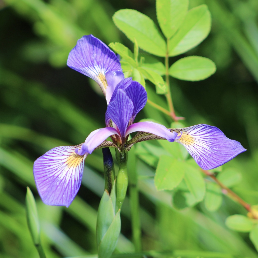 northern blue flag in June 2023 by Vinny Pellegrino · iNaturalist