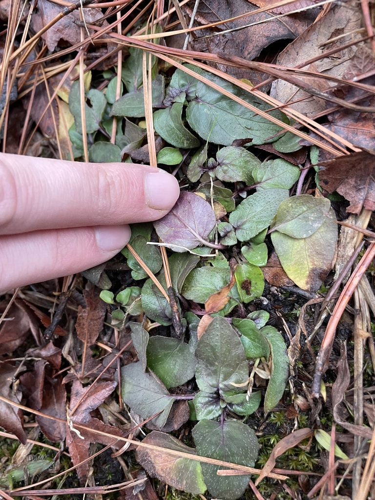 Carolina violet from Cartwright Mountain Rd, Mountainburg, AR, US on ...