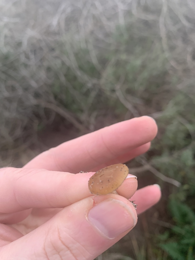 Wavy Cap in December 2023 by thebigfungus · iNaturalist