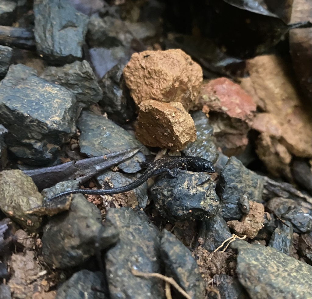 Northern Root Teju from Turrubares, San Jose, CR on December 27, 2023 ...