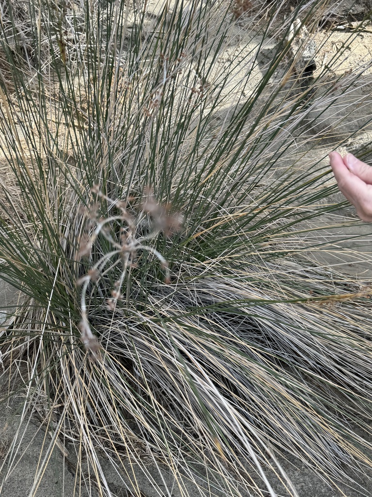 spiny rush from Riverside County, CA, USA on December 29, 2023 at 11:13 ...