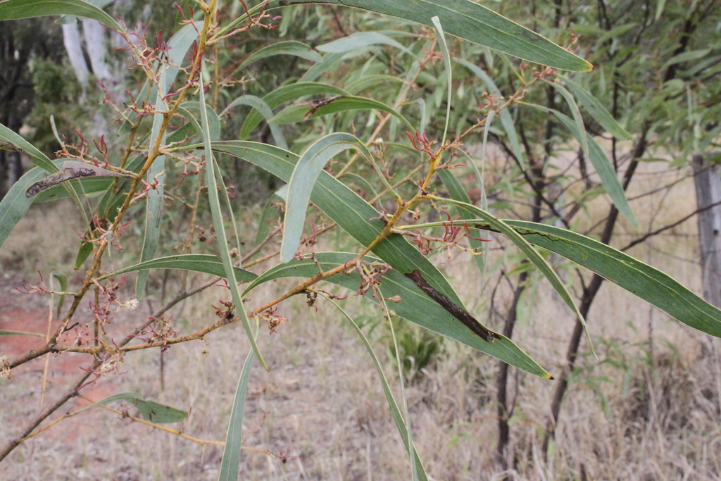 sickle wattle from Emu Creek QLD 4355, Australia on August 4, 2016 at ...