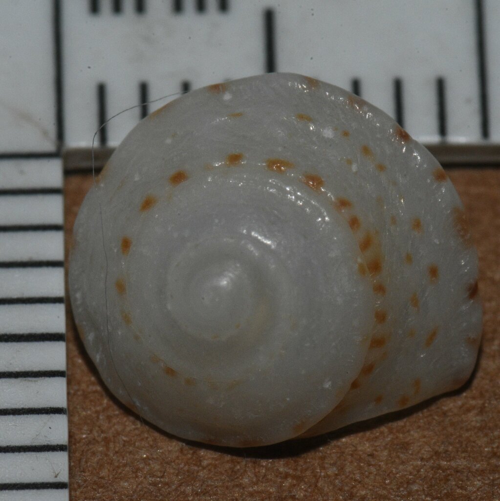 Button Snail from Miami Beach, FL, USA on December 27, 2023 by Joe MDO ...