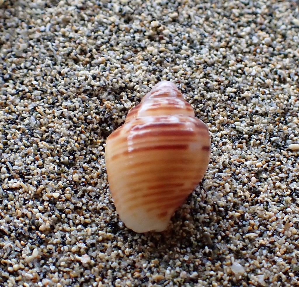 Merchant Dove Shell from J7RQ+F5, Limón Province, Punta Cocles, Costa ...