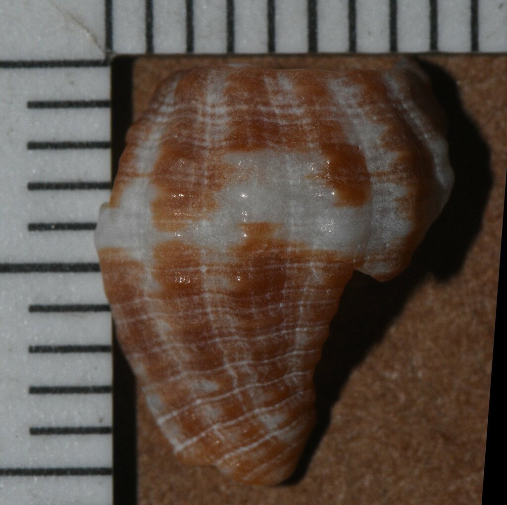 Tinted Cantharus from Miami Beach, FL, USA on December 27, 2023 by Joe ...