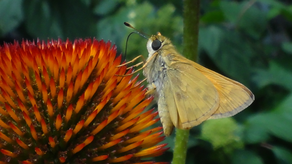 Huron Sachem in July 2023 by dpreiss · iNaturalist