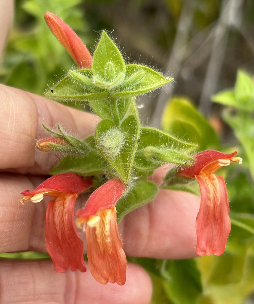 Purpus' Hummingbird Flower from La Paz, BCS, Mexico on December 22 ...