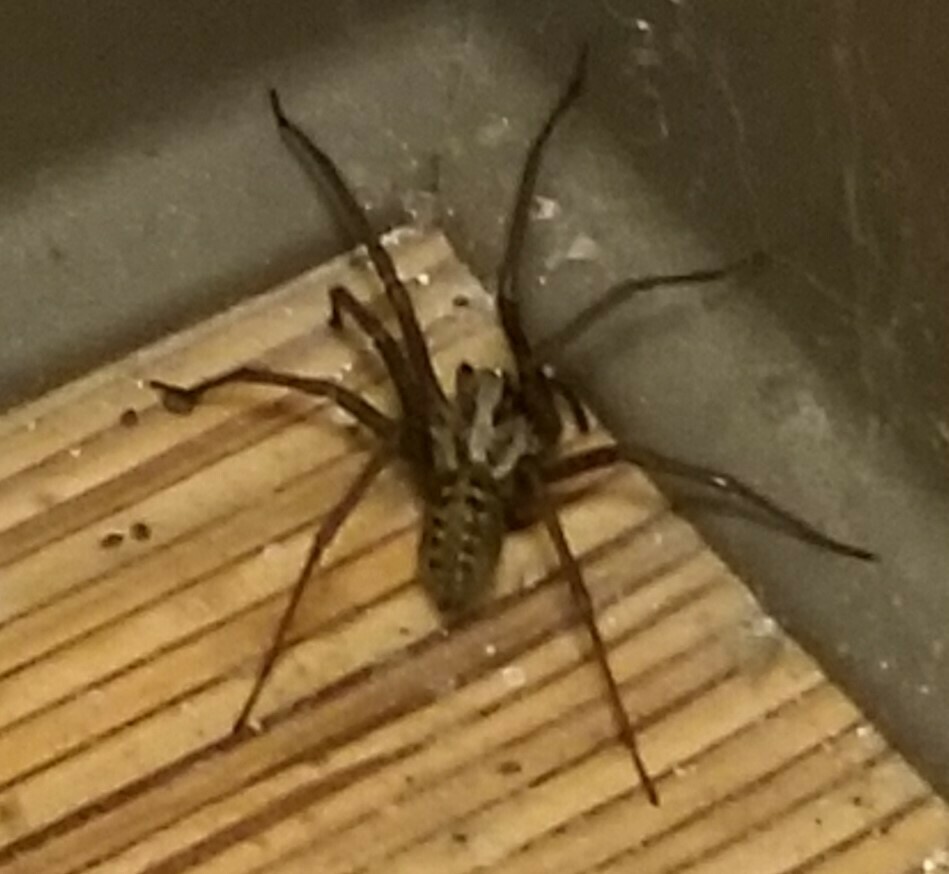 Giant House Spider from Woodinville, WA, USA on December 29, 2023 at 08 ...