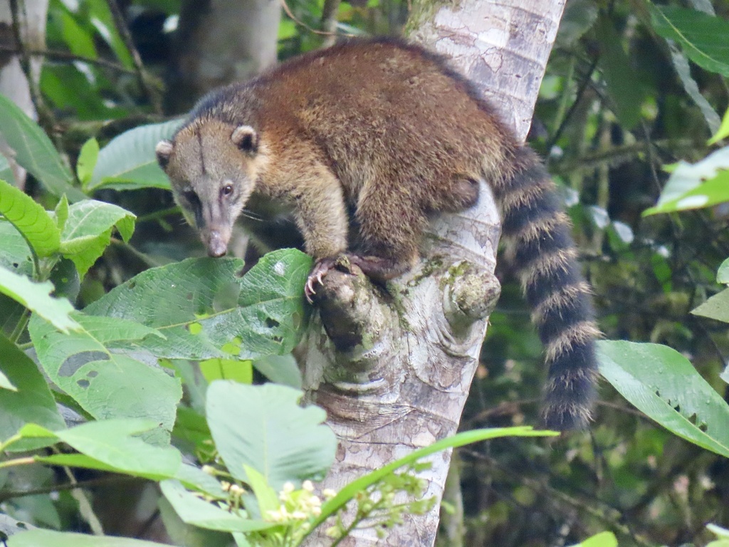 Mountain Coati in December 2023 by jmvaldenebro · iNaturalist