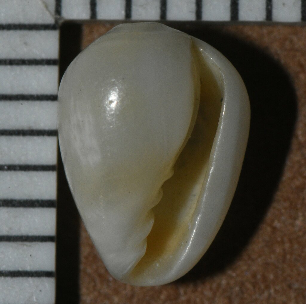 Common Atlantic Marginella from Miami Beach, FL, USA on December 27 ...