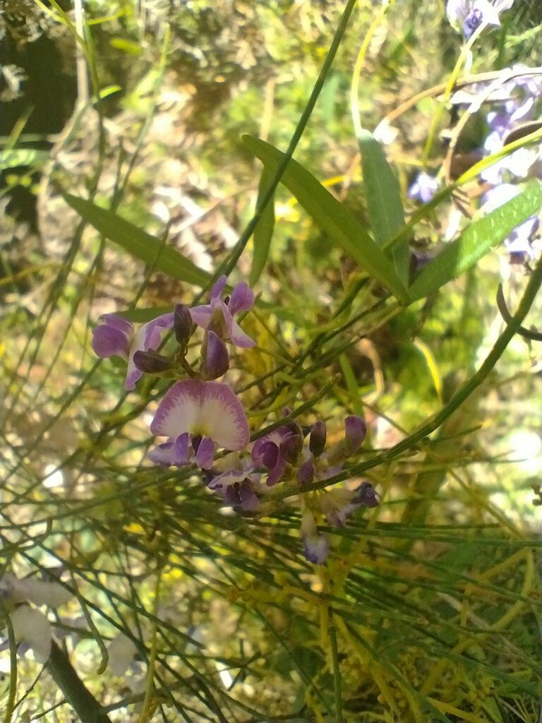 Glycine microphylla from Mogo NSW 2536, Australia on December 28, 2023 ...