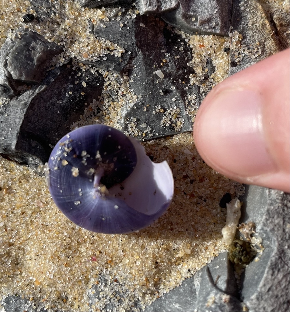 Violet Sea Snail from South Pacific Ocean, Merewether, NSW, AU on ...