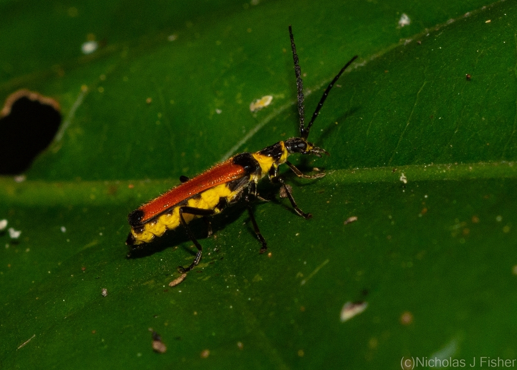 Chauliognathus atricornis from Tamborine Mountain QLD 4272, Australia ...