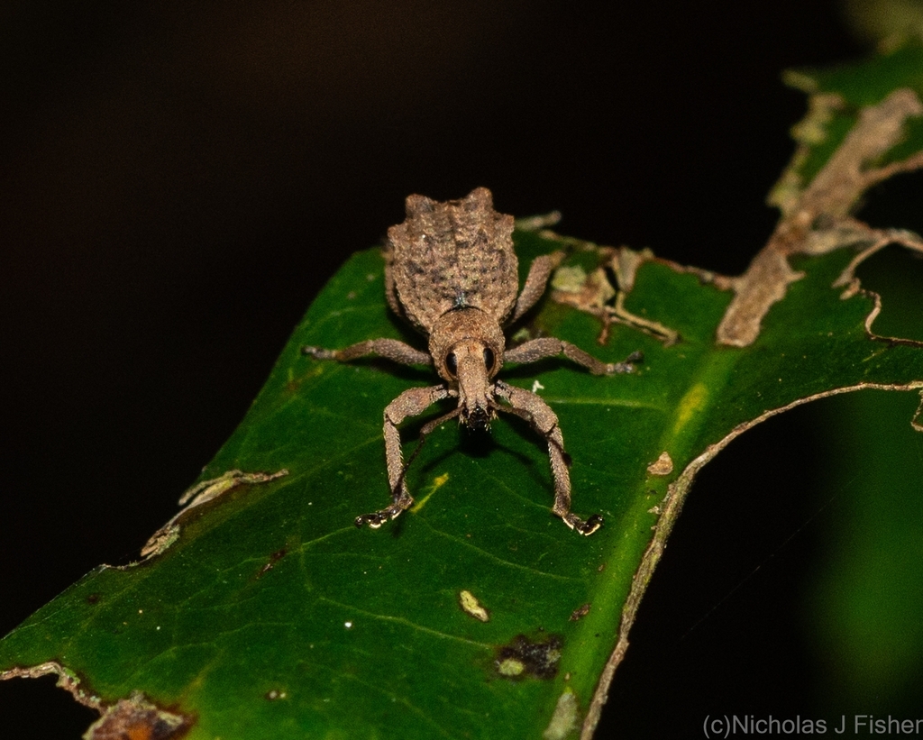 Leptopius tetraphysodes from Tamborine Mountain QLD 4272, Australia on ...