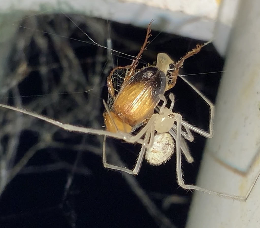 White porch spider from Hahei 3591, New Zealand on December 28, 2023 at ...