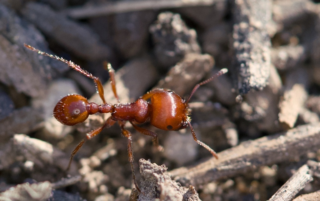 Barbatus-group Harvester Ants from Bella Mar, TX 78732, USA on December ...