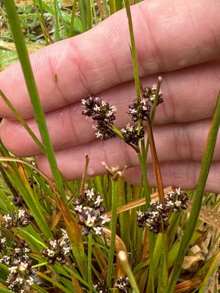 Flat-leaved Rush from Te Ika-a-Māui/North Island, Waikanae, Wellington ...