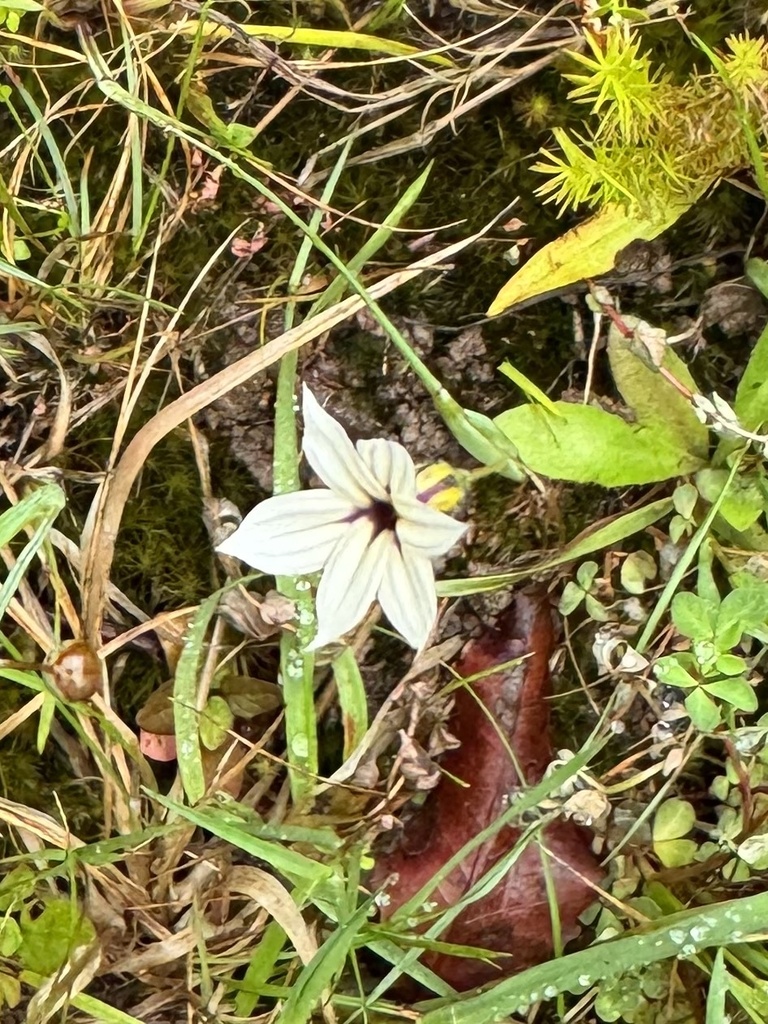 Blue Pigroot from Te Ika-a-Māui/North Island, Waikanae, Wellington, NZ ...