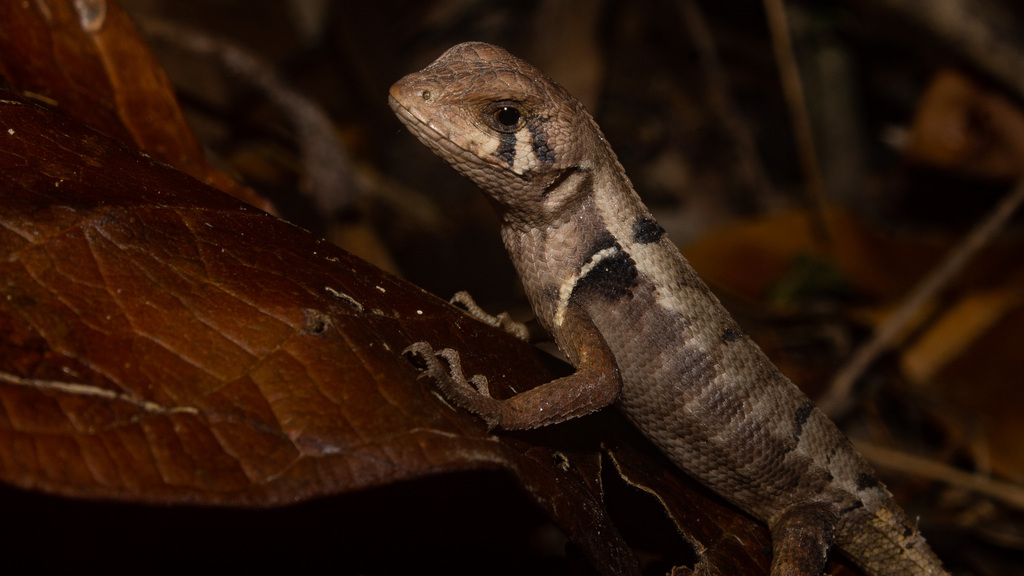 Violet-bellied Whorl-tailed Iguana from Paso Del Mango, Santa Marta ...