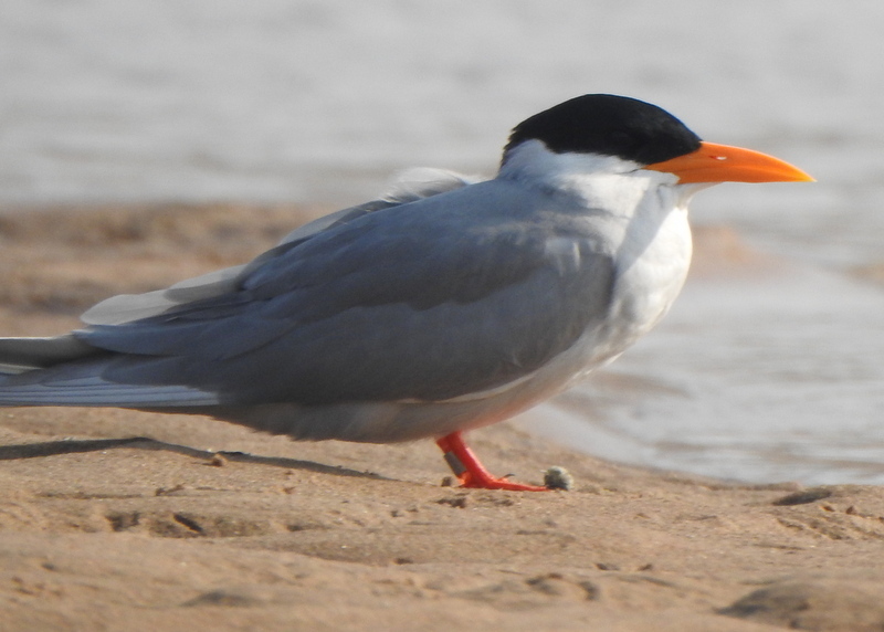 River Tern in December 2023 by Andy Frank. River Tern · iNaturalist