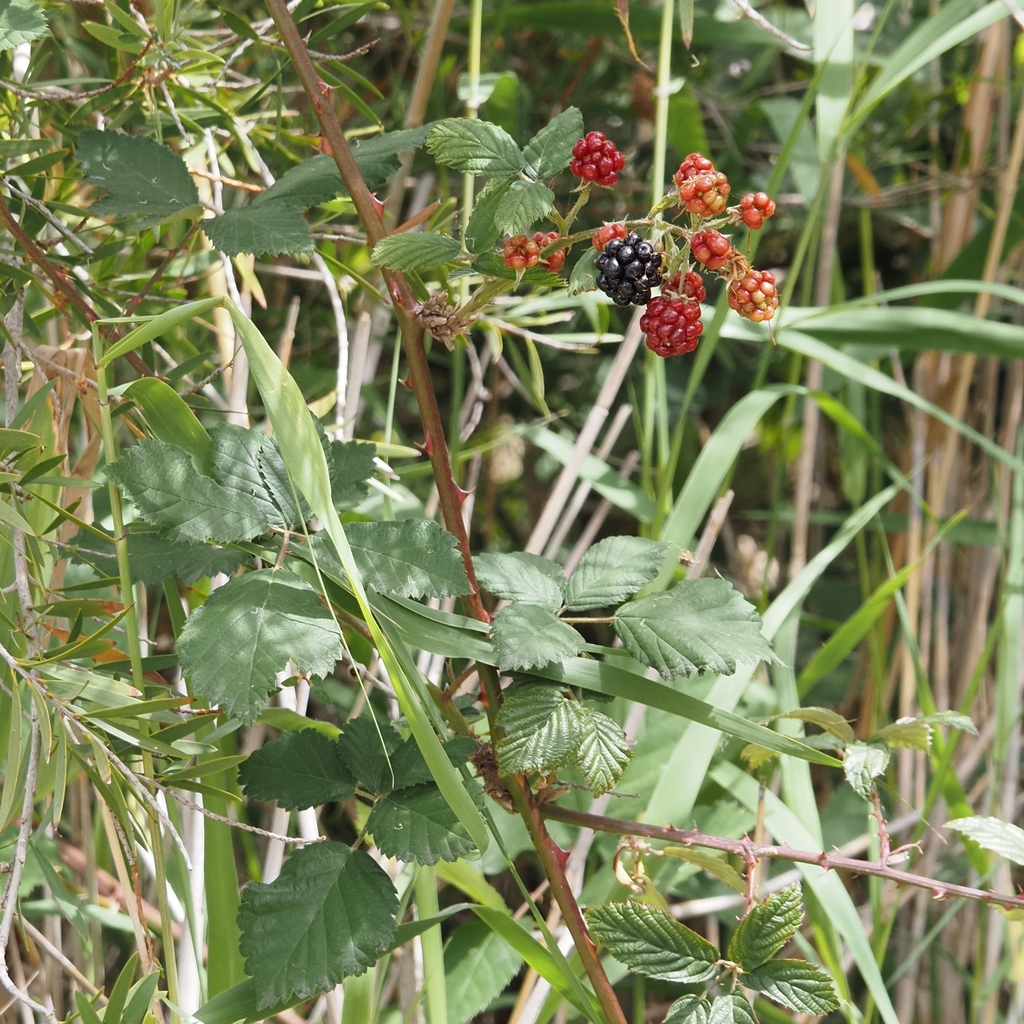 European blackberry complex from Lockleys SA 5032, Australia on ...
