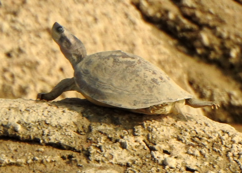Red-crowned Roofed Turtle in December 2023 by Andy Frank · iNaturalist