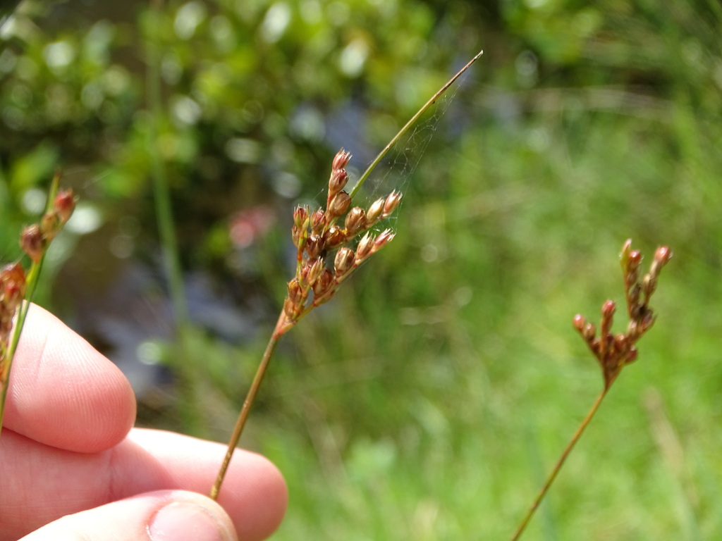 Forked Rush from Auckland, New Zealand on December 30, 2023 at 12:01 PM ...