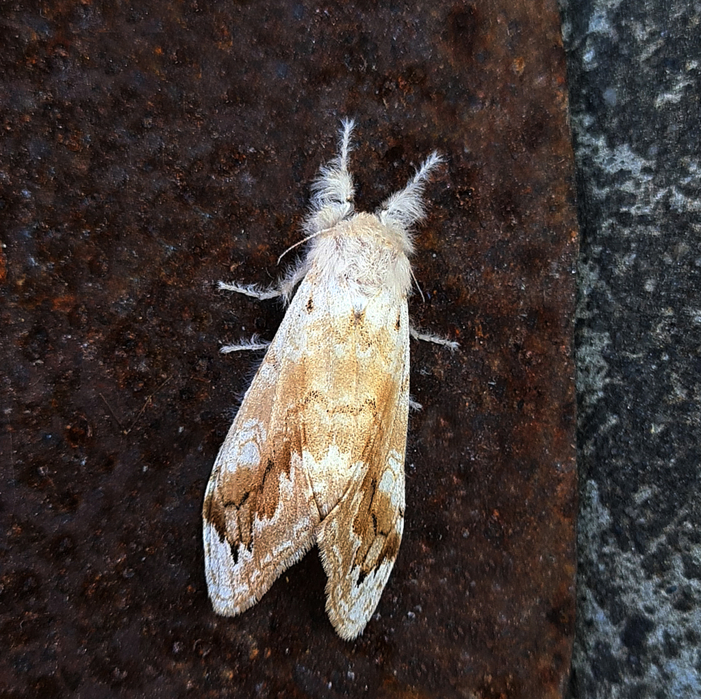 Grote's Tussock Moth from Upper Sichey, Gangtok, Sikkim, India on ...