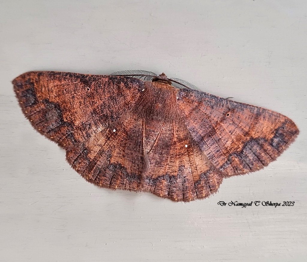 Petelia riobearia from Upper Sichey, Gangtok, Sikkim, India on November ...