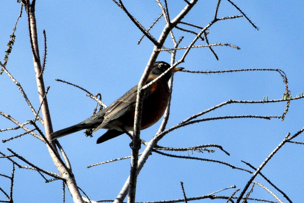 American Robin from Big Cypress, FL, USA on December 29, 2023 at 09:50 ...