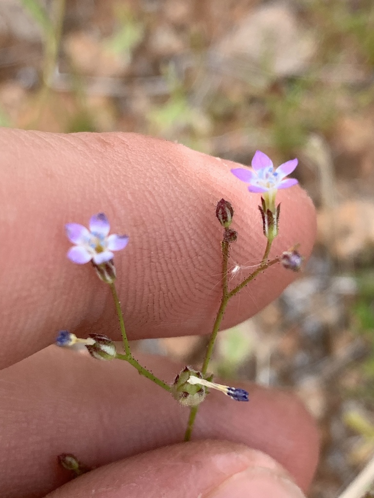 transmontane gilia from Lake Mead National Recreation Area, Boulder ...
