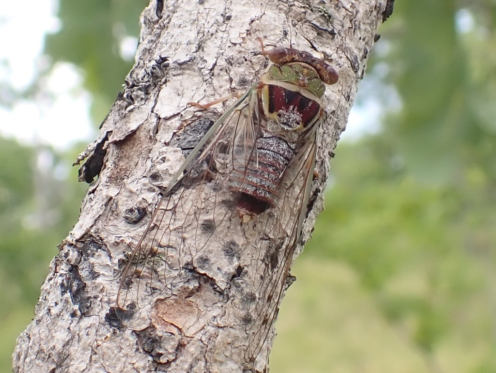 Northern Rattler from Stapleton NT 0822, Australia on December 29, 2023 ...
