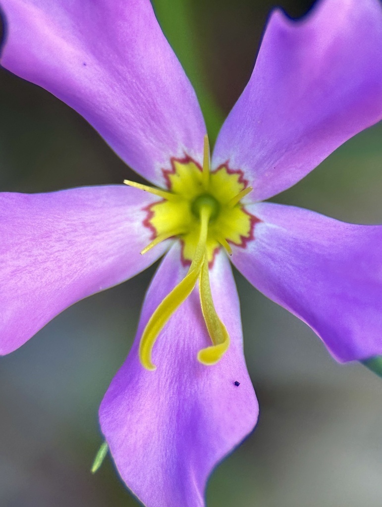 marsh pink from Big Cypress National Preserve, Immokalee, FL, US on ...