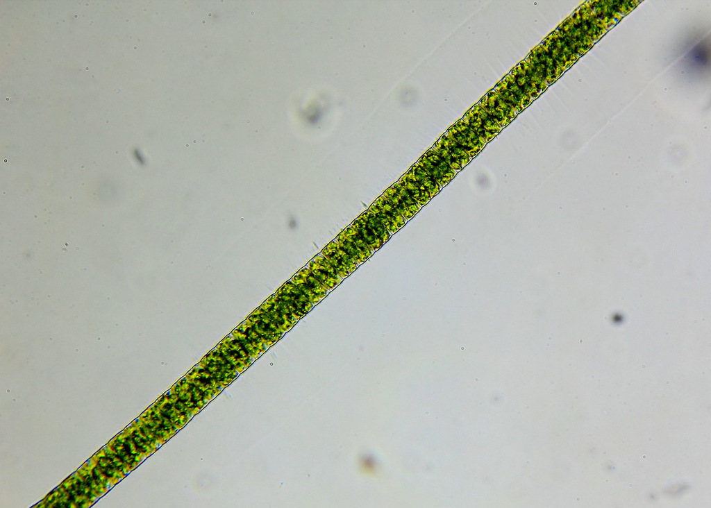Hyalotheca from Wood County, TX, USA on December 29, 2023 at 06:01 PM ...