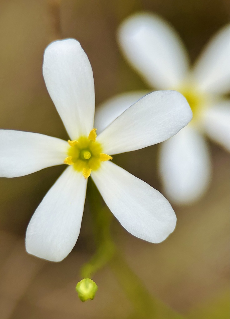 Shortleaf Rose Gentian from Big Cypress National Preserve, Immokalee ...