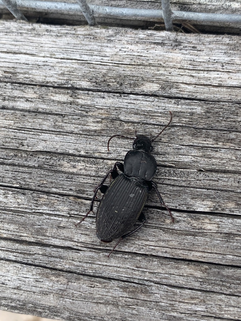 Pamborus from Ashworth Pl, Berry, NSW, AU on December 30, 2023 at 02:31 ...