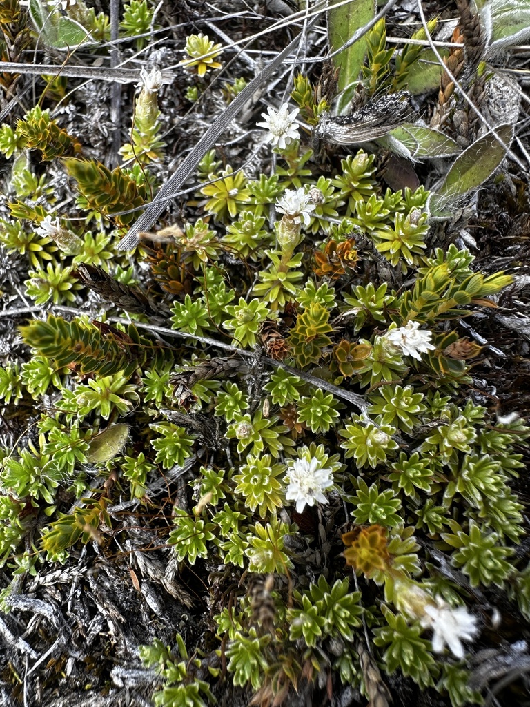 Turf-mat daisy from Molesworth Recreation Reserve, NZ-MA, NZ-MA-MB, NZ ...