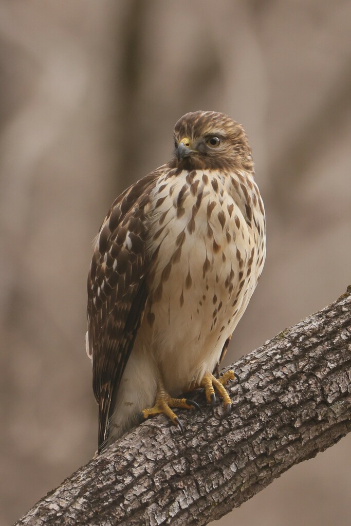 Red-shouldered Hawk from Chewacla State Park Auburn Alabama USA on ...