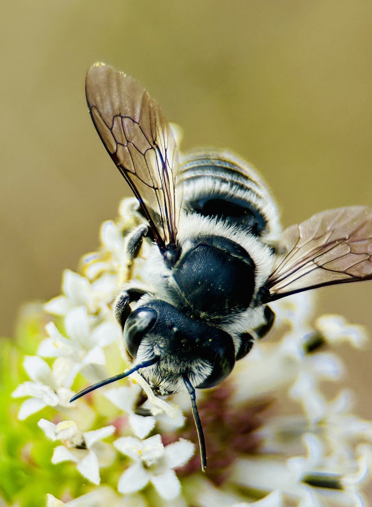 Leafcutter, Mortar, and Resin Bees from Big Cypress National Preserve ...