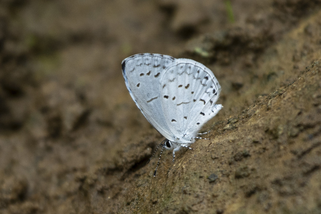 Summer Azure from Prince George's County, MD, USA on August 29, 2023 at ...