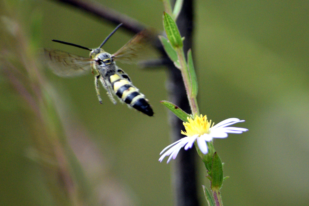 Caribbean scoliid wasp from Big Cypress, FL, USA on December 29, 2023 ...